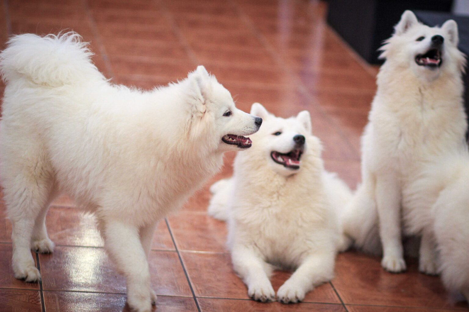 Home - Samoyed Cafe