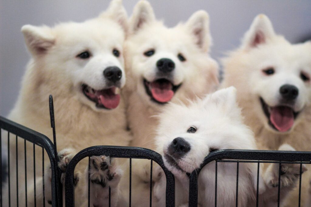 Home - Samoyed Cafe